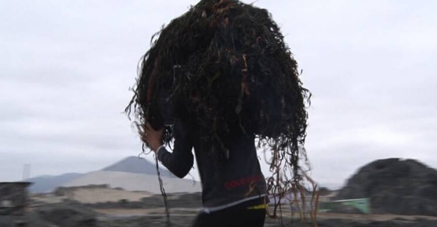 Extracción de huiro: científicos chilenos descubren que los bosques de ...